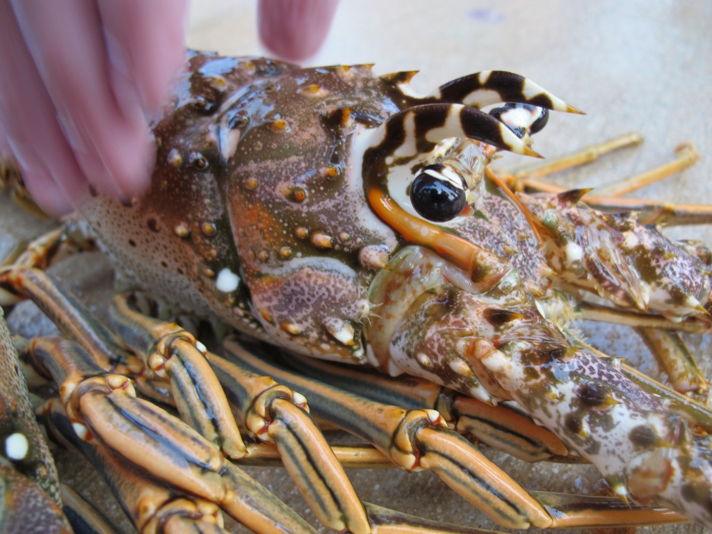 lob fresh molt – Schooner Conch Pearl